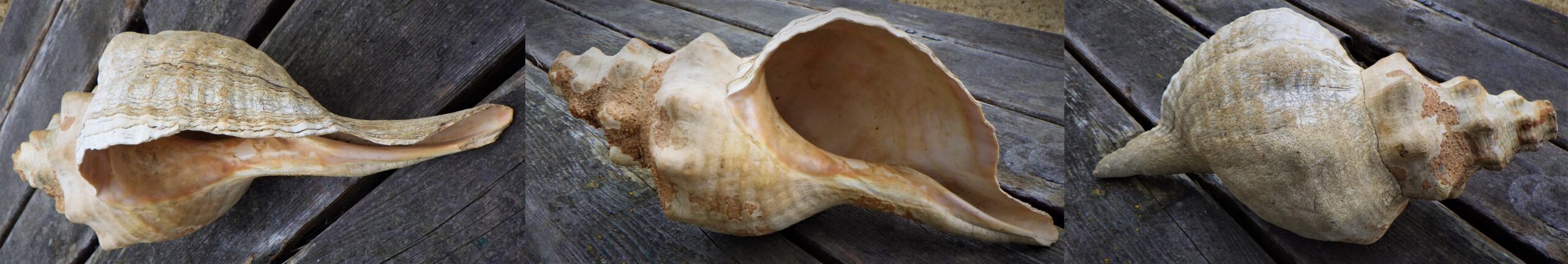 The Story of a Shell - Paul McHugh
